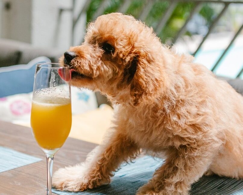 Celebra el Día Nacional del Perro en Miami con el Barks and Bubbles ...